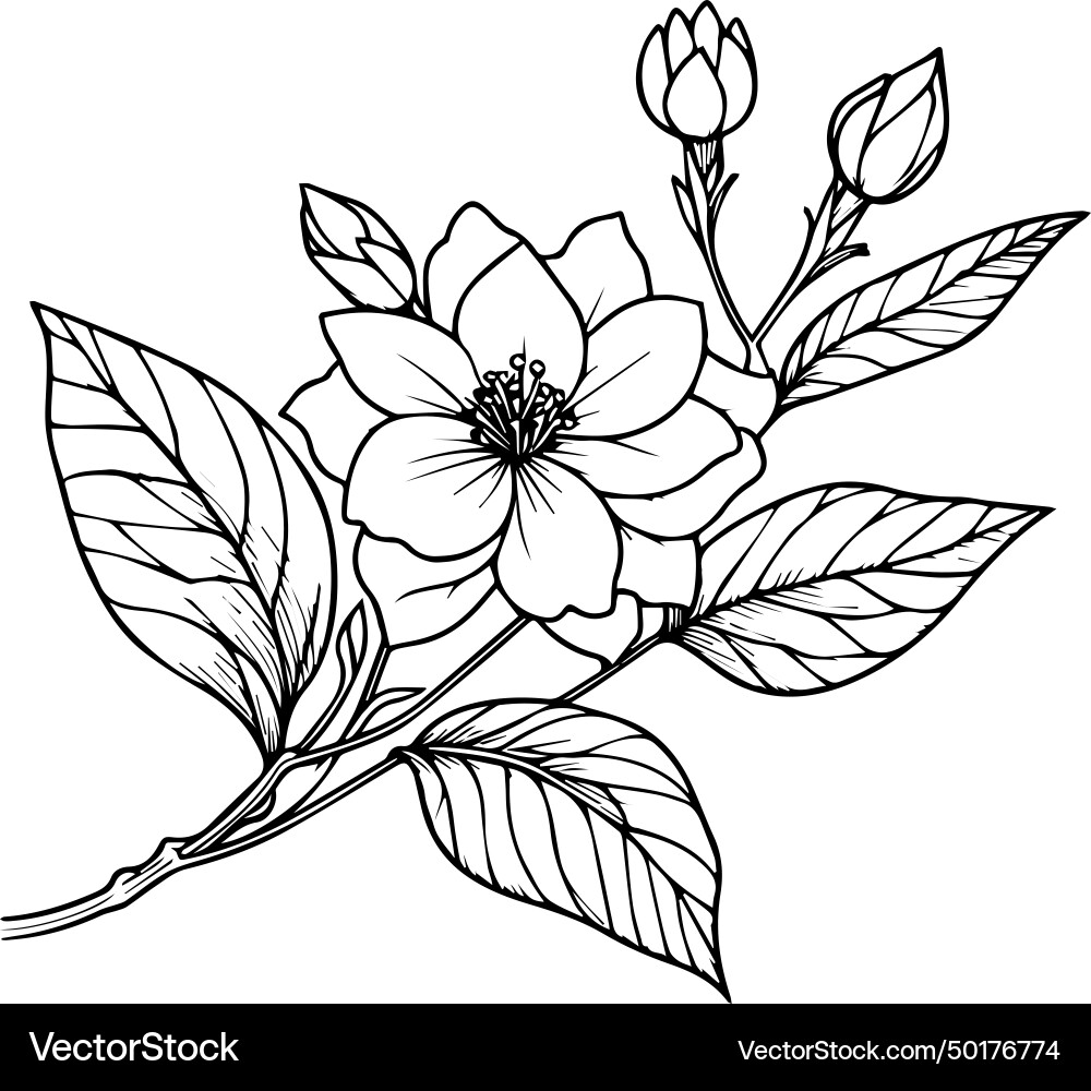 Art jasmine flower drawing design Royalty Free Vector Image