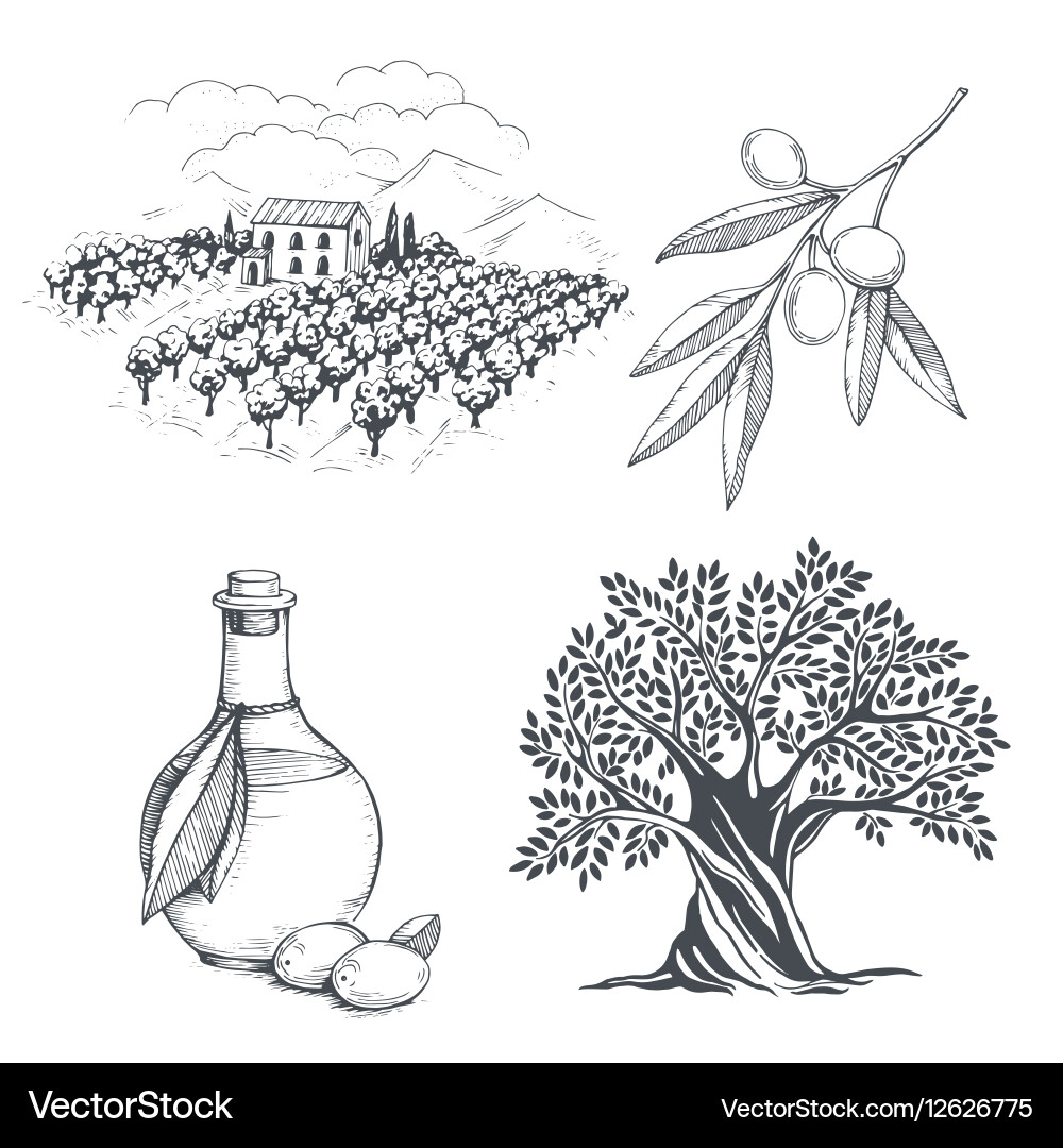 Hand-drawn olive sketch Royalty Free Vector Image