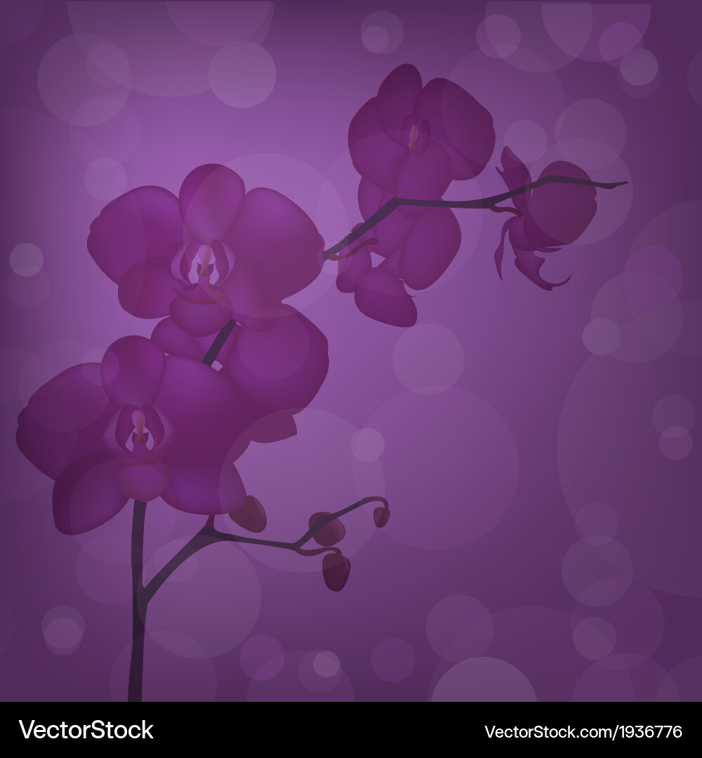 Purple Orchid Branch Royalty Free Vector Image