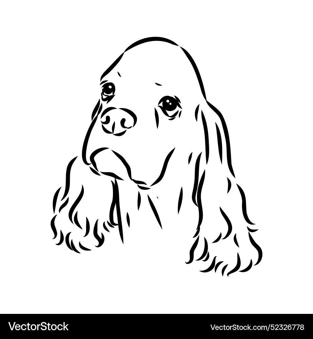 An american cocker spaniel isolated on a white – Royalty-Free Vector ...