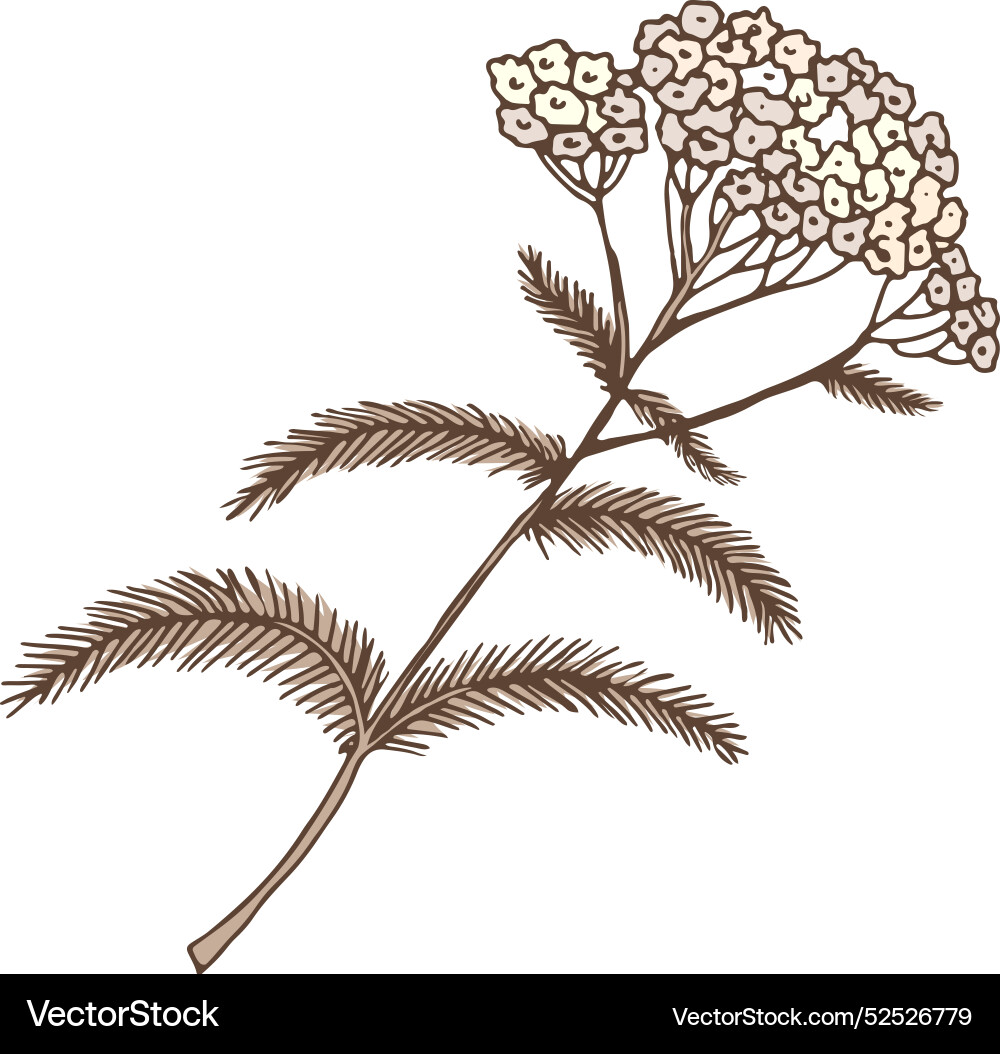 Yarrow plant drawing botanical organic herb Vector Image