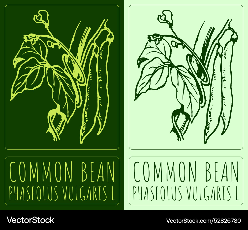 Drawing common bean hand drawn Royalty Free Vector Image