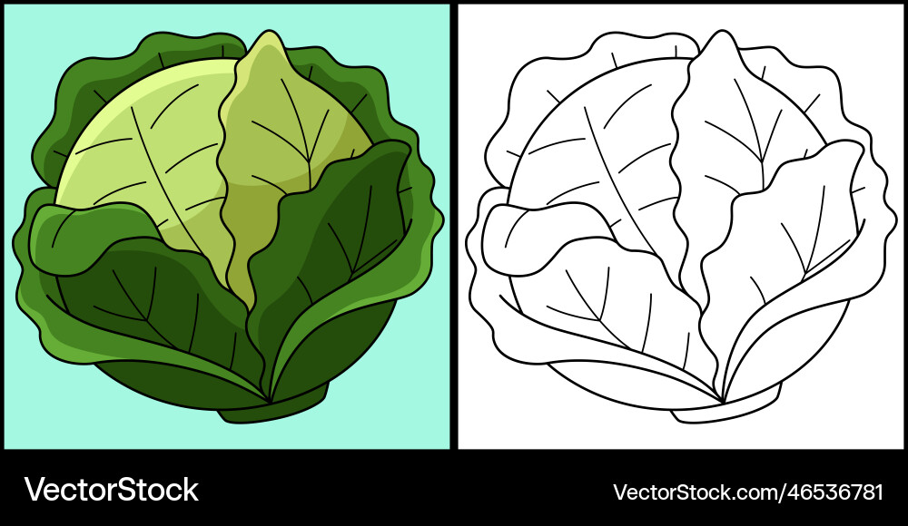 Cute Cabbage Coloring Page – Royalty-Free Vector | VectorStock