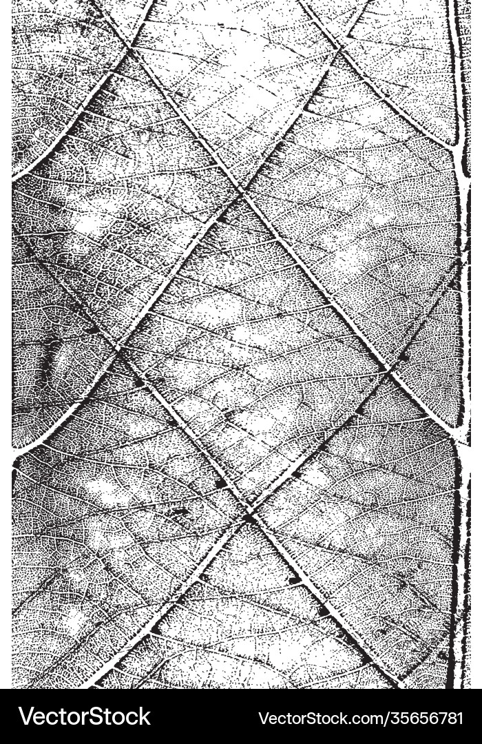 Texture leaf Royalty Free Vector Image - VectorStock