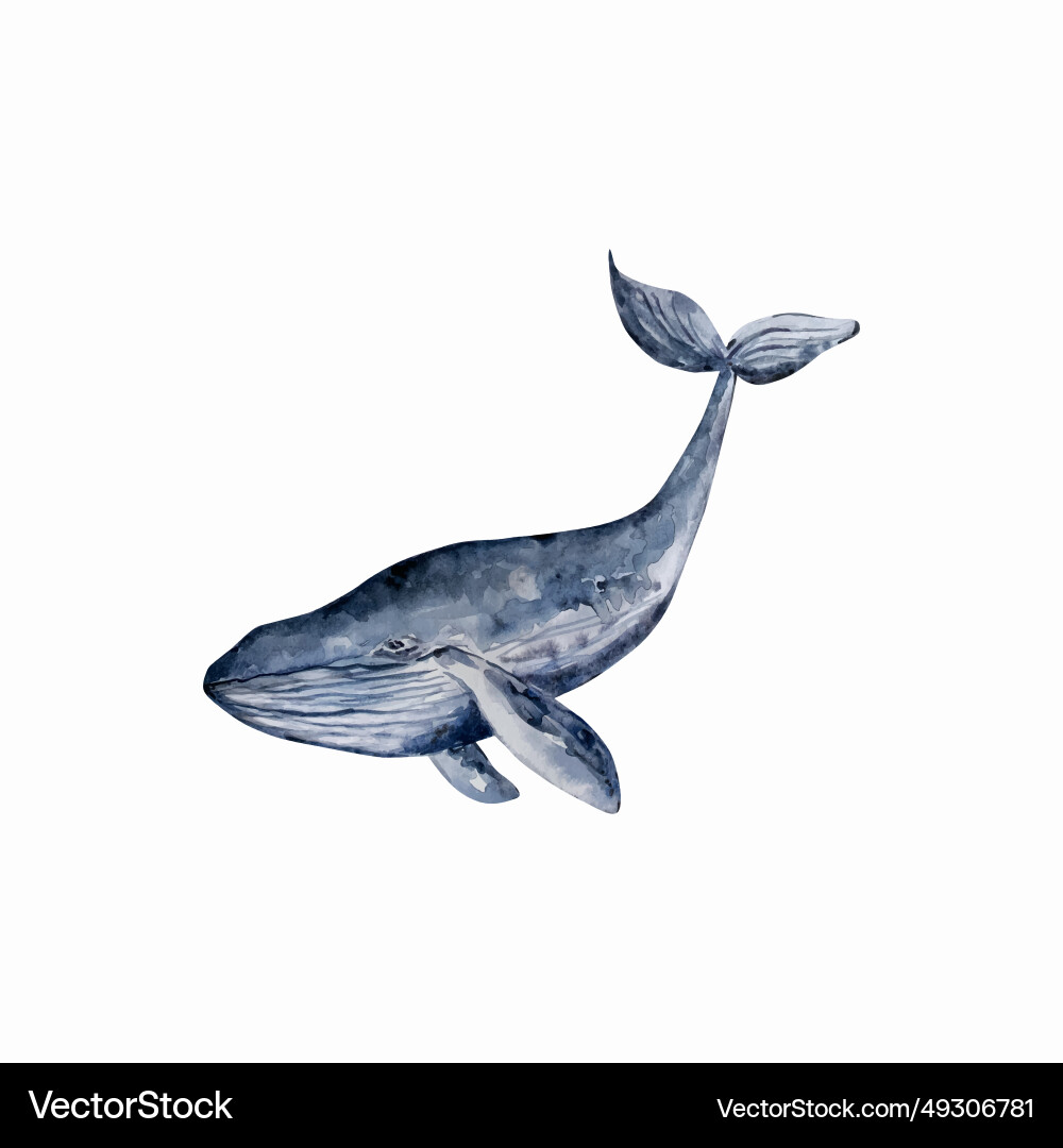 Watercolor blue whale Royalty Free Vector Image