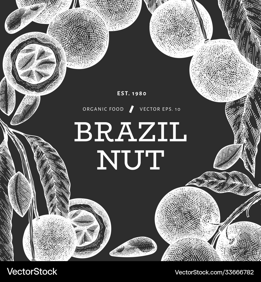 Hand drawn brazilian branch and kernels Royalty Free Vector