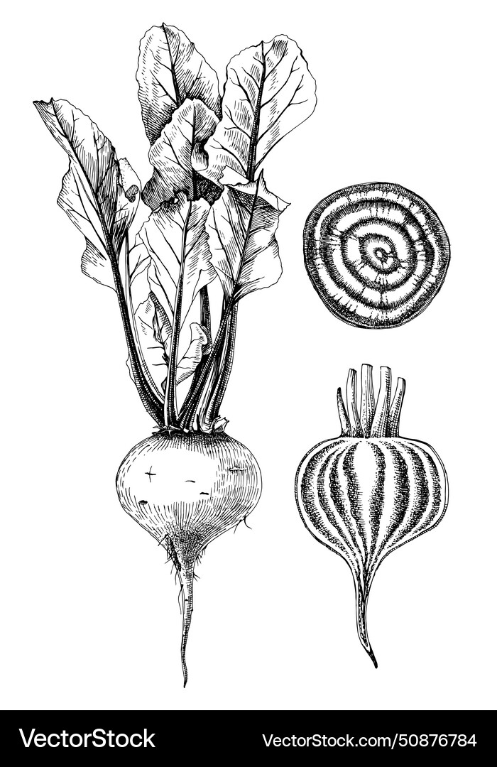 Beet hand drawn Royalty Free Vector Image - VectorStock
