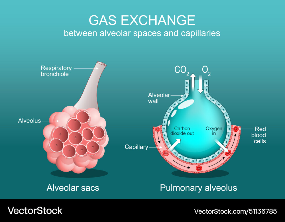 Alveolar Gas Exchange Anatomy Royalty Free Vector Image