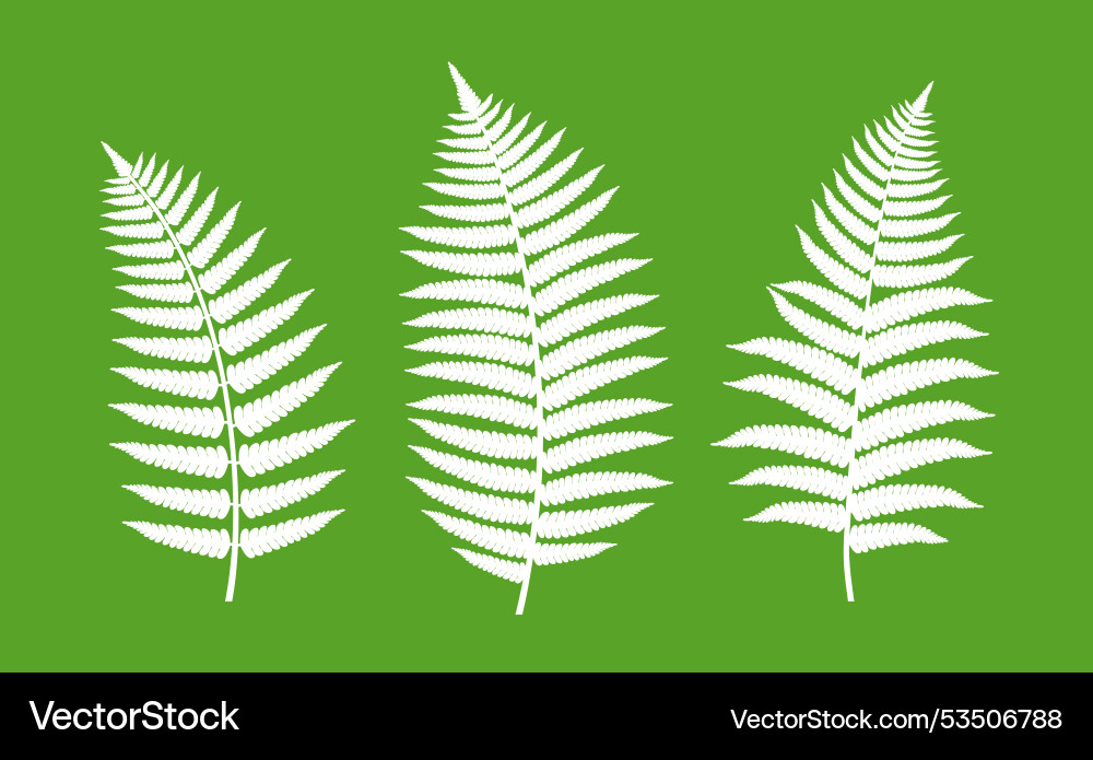 Fern Royalty Free Vector Image - VectorStock