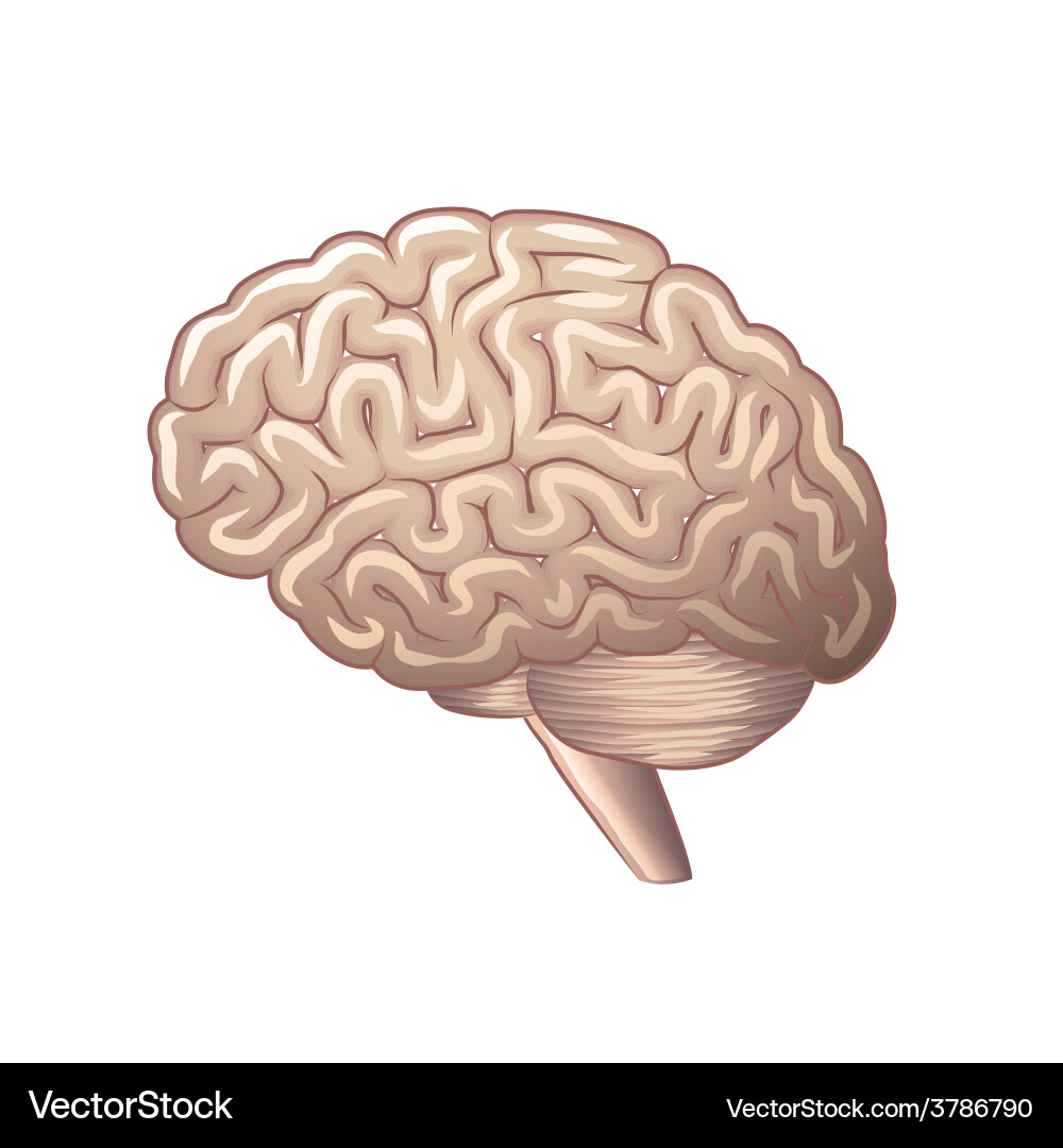Isolated Brain Anatomy Royalty Free Vector Image