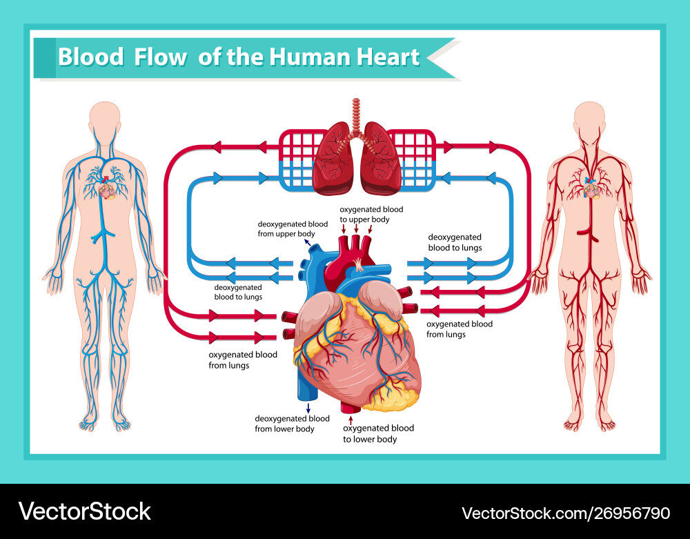 Scientific medical human blood flow Royalty Free Vector