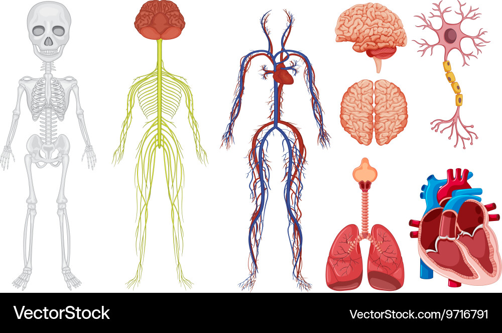 Human Body Systems Diagram Royalty Free Vector Image