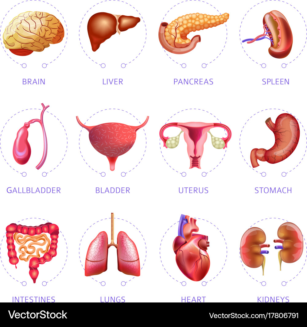 Human Internal Organs Anatomy Set Royalty Free Vector Image