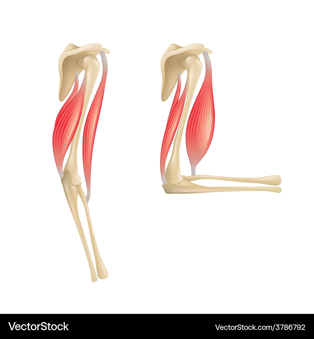 Anatomy of the Elbow Joint Royalty Free Vector Image