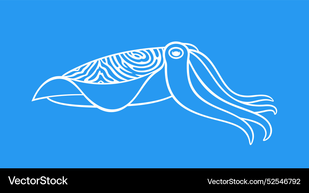Pharaoh cuttlefish Royalty Free Vector Image - VectorStock