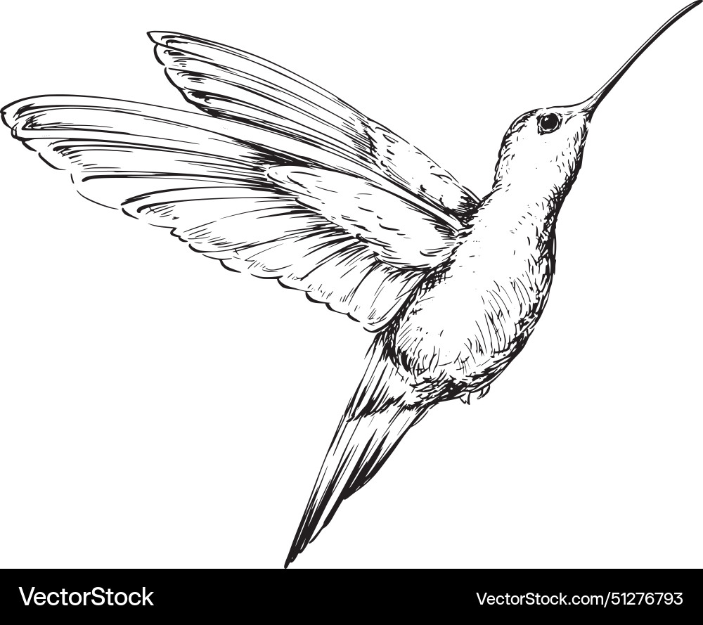 Sketch hummingbird in flight vintage drawing Vector Image