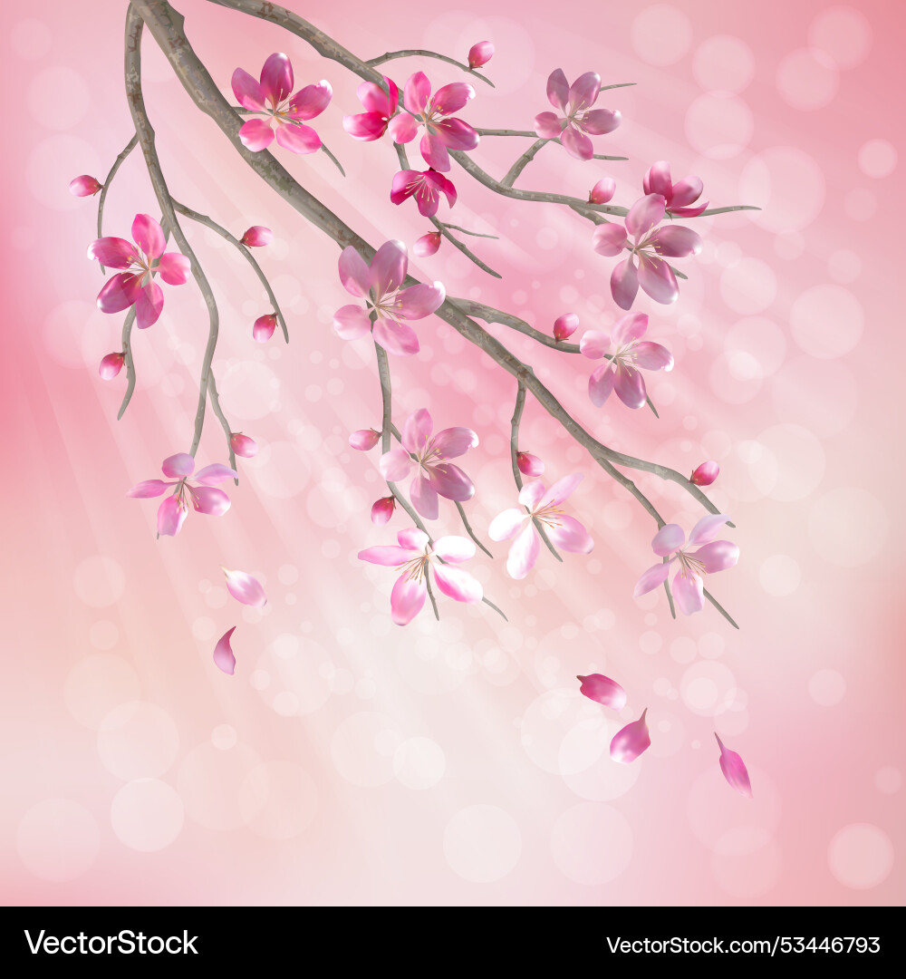 Spring tree branch cherry blossom flower Vector Image