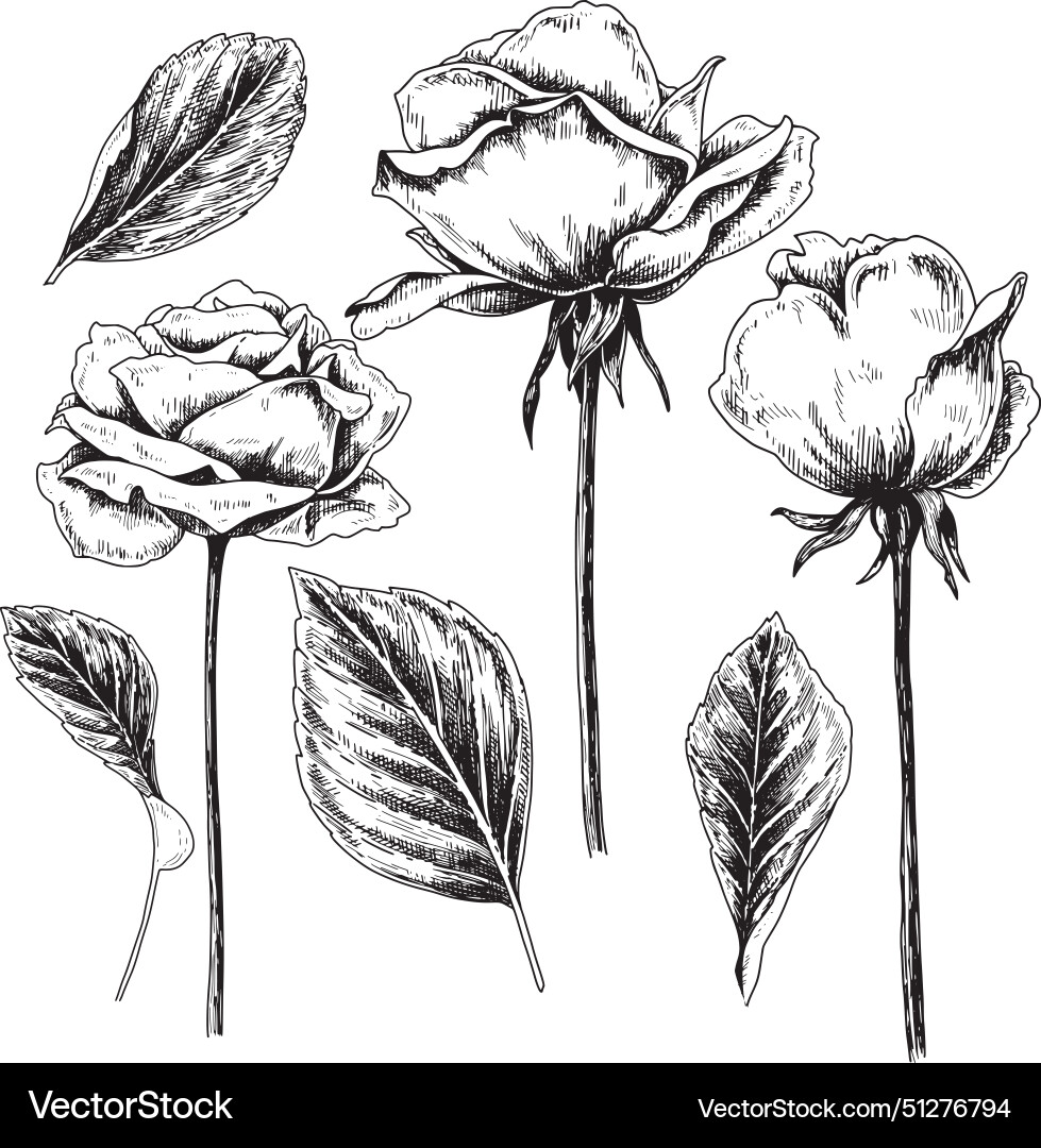Rose set vintage botanical sketch drawing Vector Image