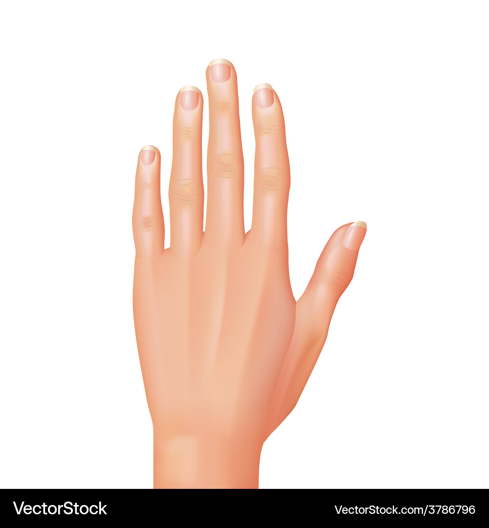 Hand isolated Royalty Free Vector Image - VectorStock