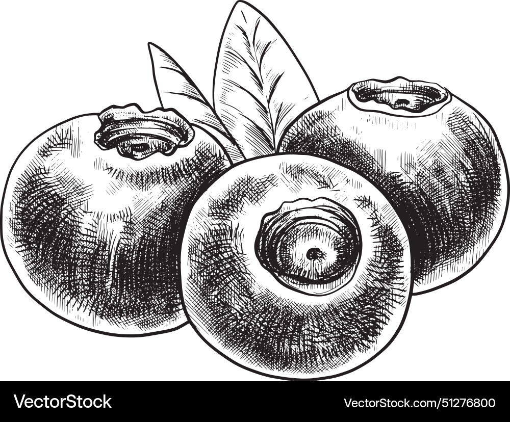Blueberry vintage ink drawing Royalty Free Vector Image