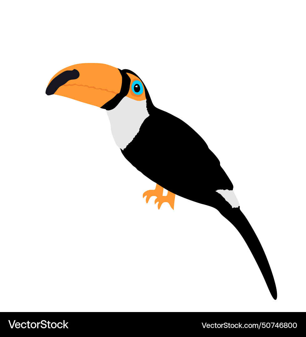 Toucan isolated on white Royalty Free Vector Image