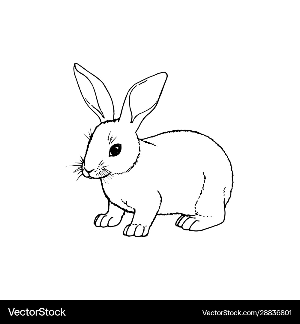 Hare Black And White