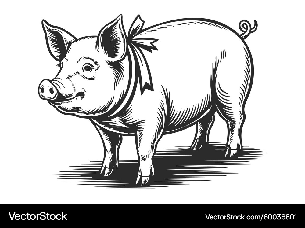Pig with ribbon on transparent background hand Vector Image