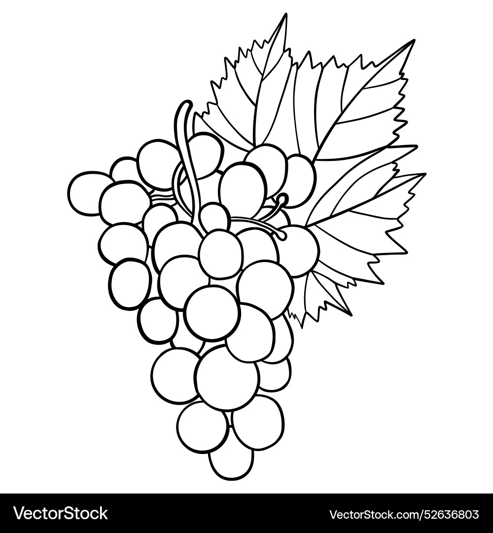 Bunch of grapes with leaf outline stroke line Vector Image