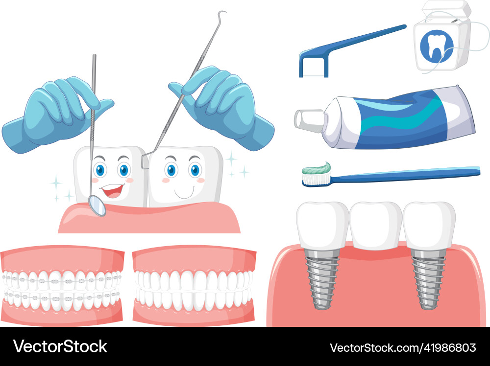 Set of all types teeth on white background Vector Image