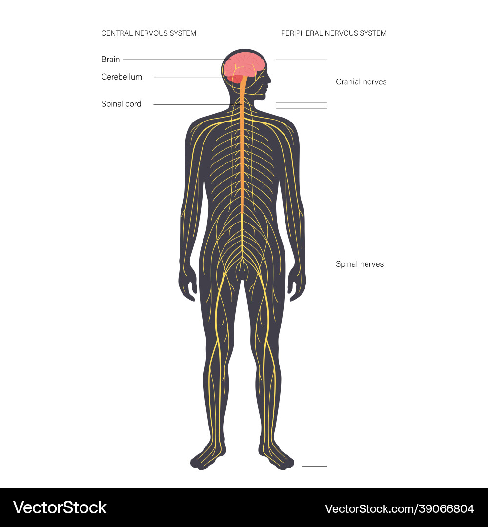 Central Nervous System Anatomy Royalty Free Vector Image