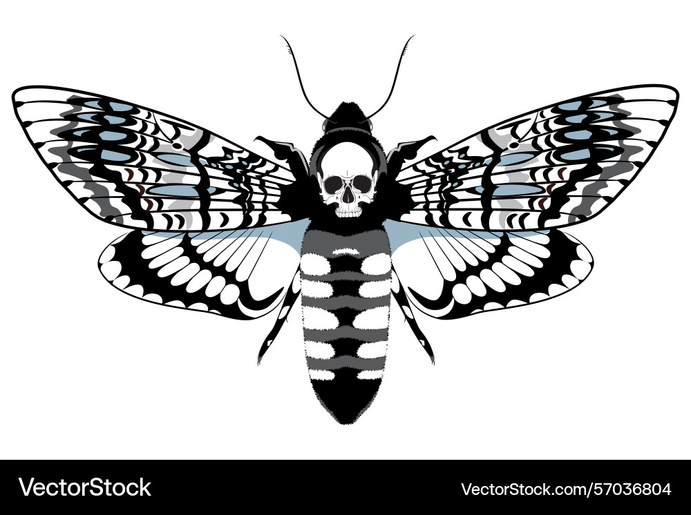 Moth dead head Royalty Free Vector Image - VectorStock