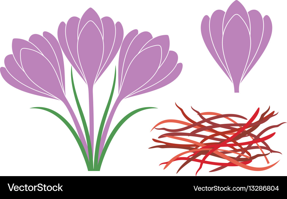 Saffron Threads & Crocus Flowers Royalty Free Vector