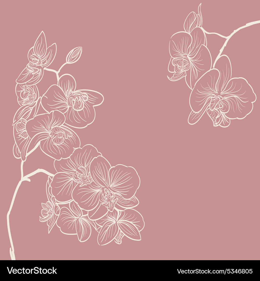 Orchid Royalty Free Vector Image - VectorStock