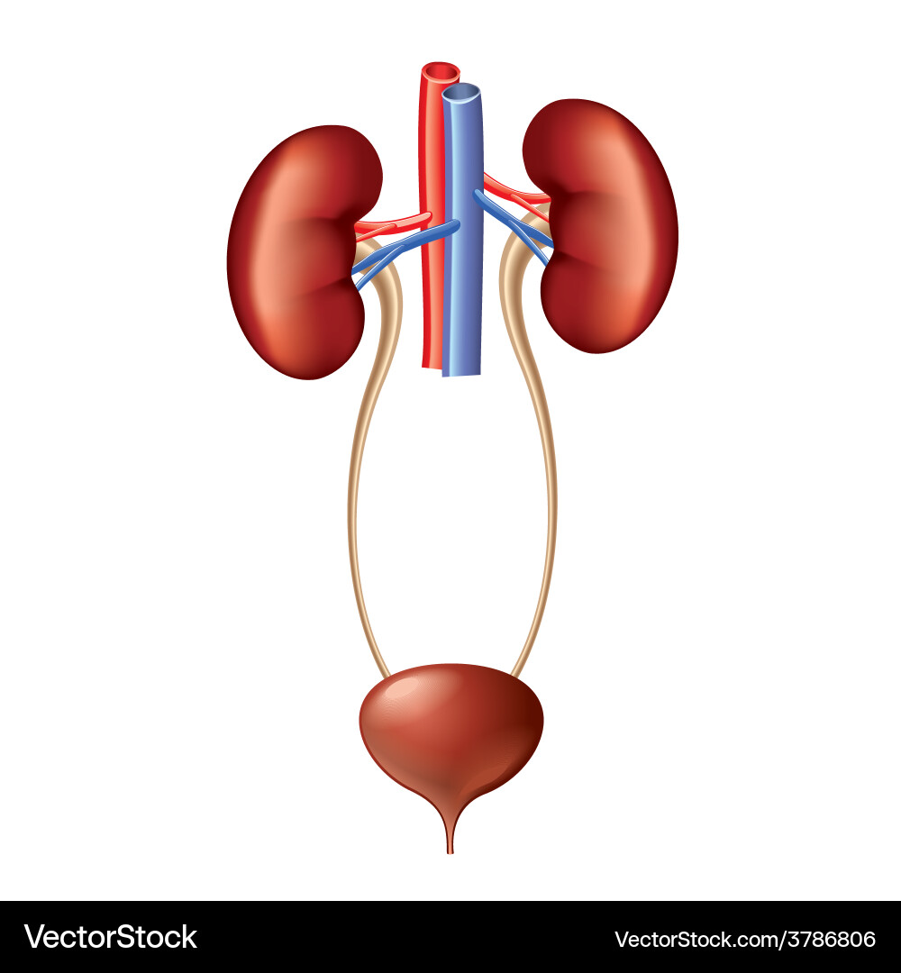 Urinary system isolated Royalty Free Vector Image