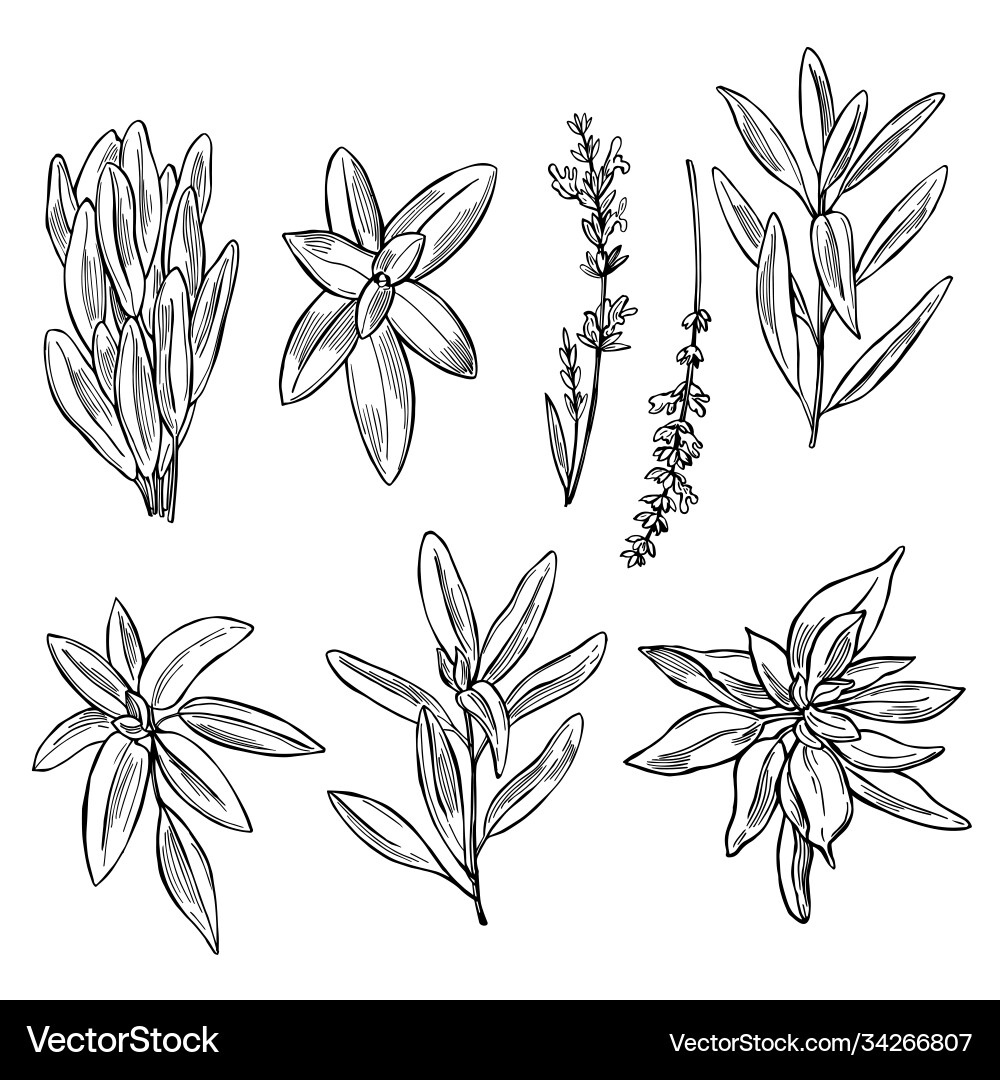 Sage Royalty Free Vector Image - VectorStock
