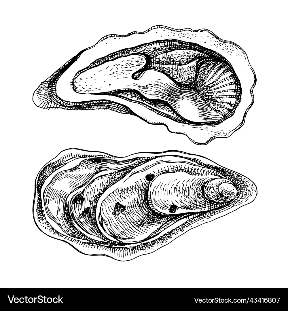 Two Fresh Sea Oysters on White Royalty Free Vector Image