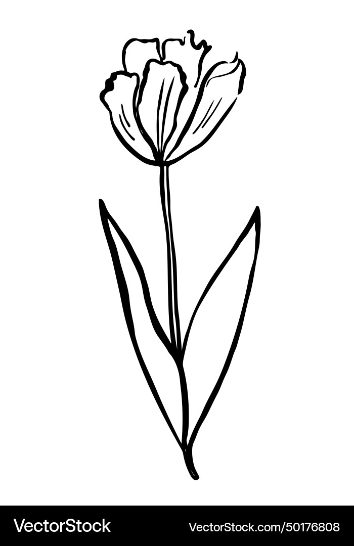 Tulip flower ink sketch hand drawn Royalty Free Vector Image