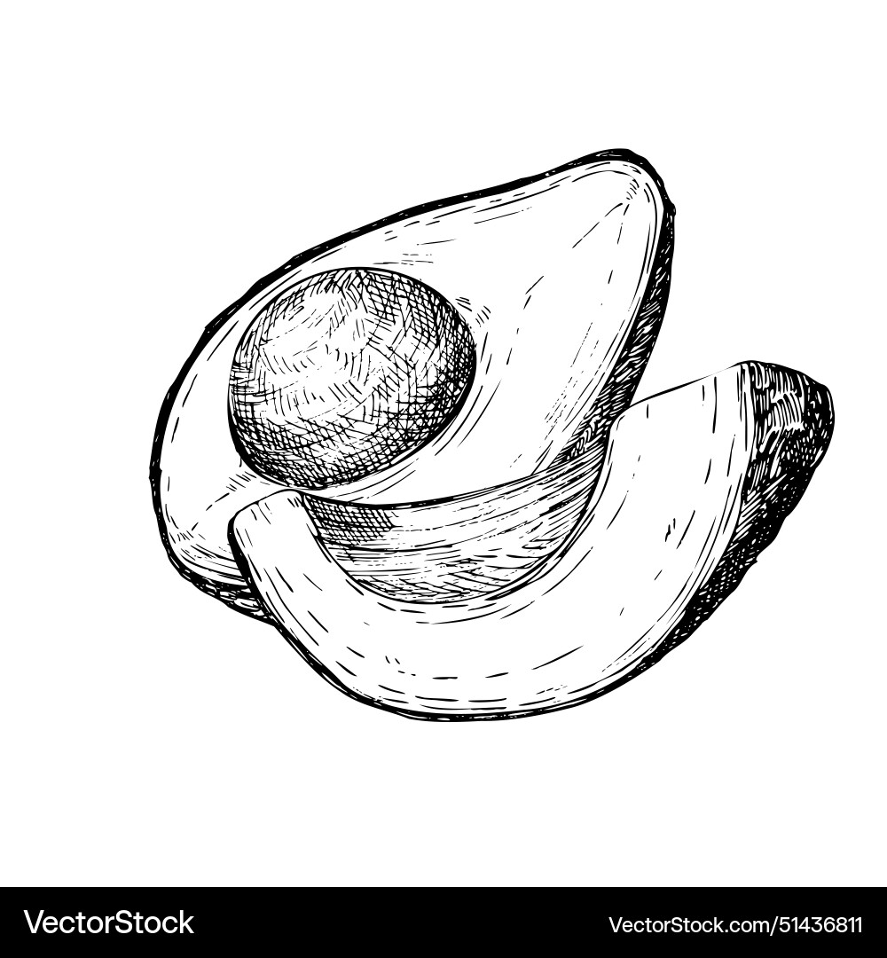 Avocado hass graphic hand Royalty Free Vector Image