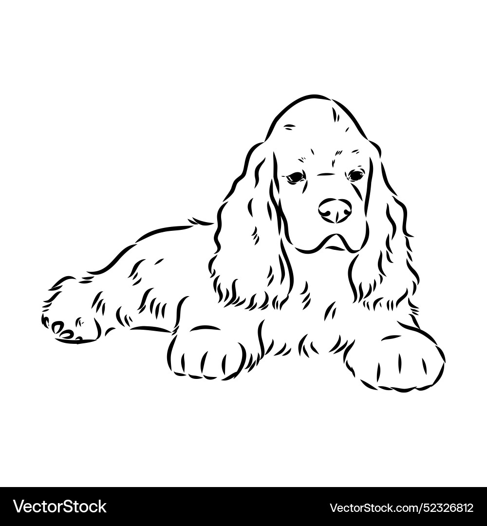 An american cocker spaniel isolated on a white Vector Image