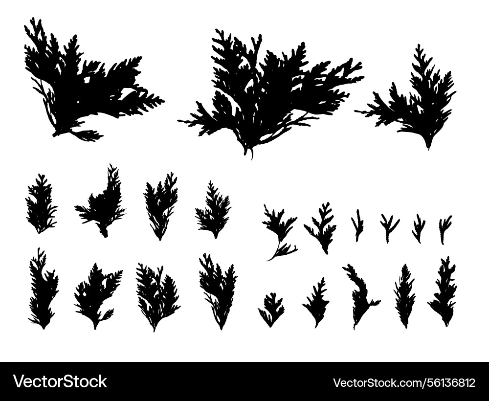Cypress twigs icon cupressus leaf symbol Vector Image