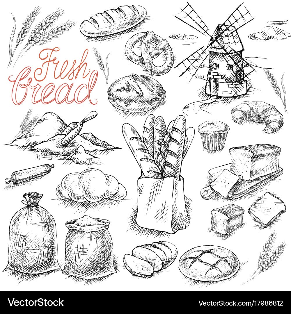 Set of fresh bread Royalty Free Vector Image - VectorStock