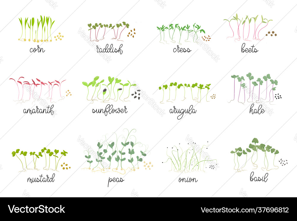 Set seeds and sprouts micro greens organic – Royalty-Free Vector ...