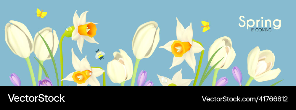 Spring is coming narcissus crocus and tulip Vector Image