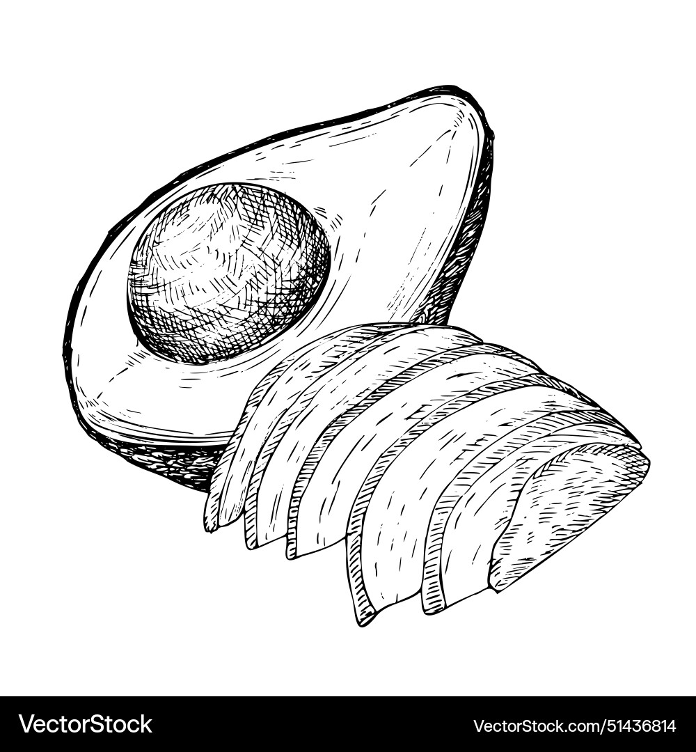 Avocado hass graphic hand Royalty Free Vector Image