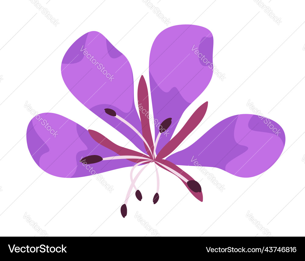 Fireweed top view Royalty Free Vector Image - VectorStock