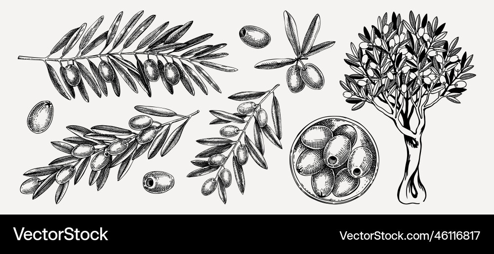 Hand drawn olive tree branches with leaves Vector Image