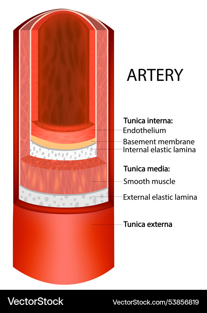 Arteries layers structure artery wall infographic Vector Image