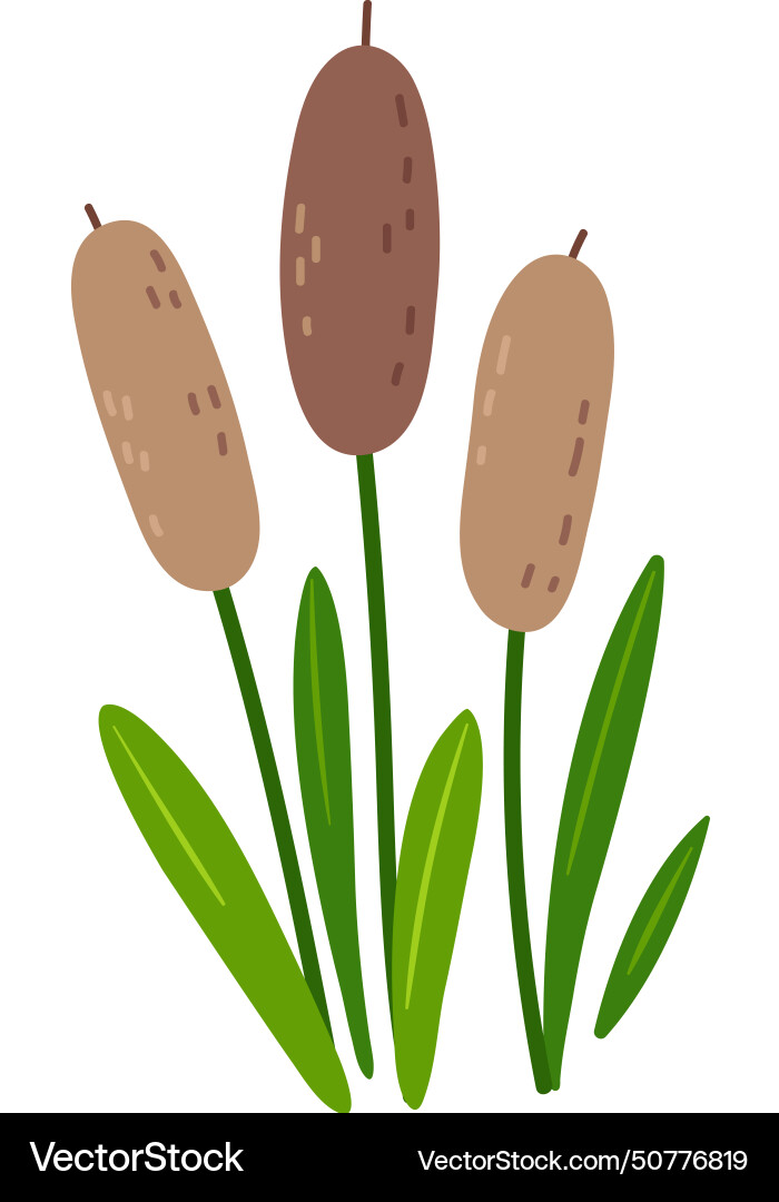 Marsh grash with reed plant natural swamp botany Vector Image