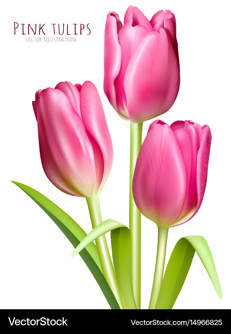 Spring pink tulips Royalty Free Vector Image - VectorStock