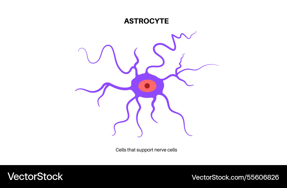 Astrocyte star cells Royalty Free Vector Image
